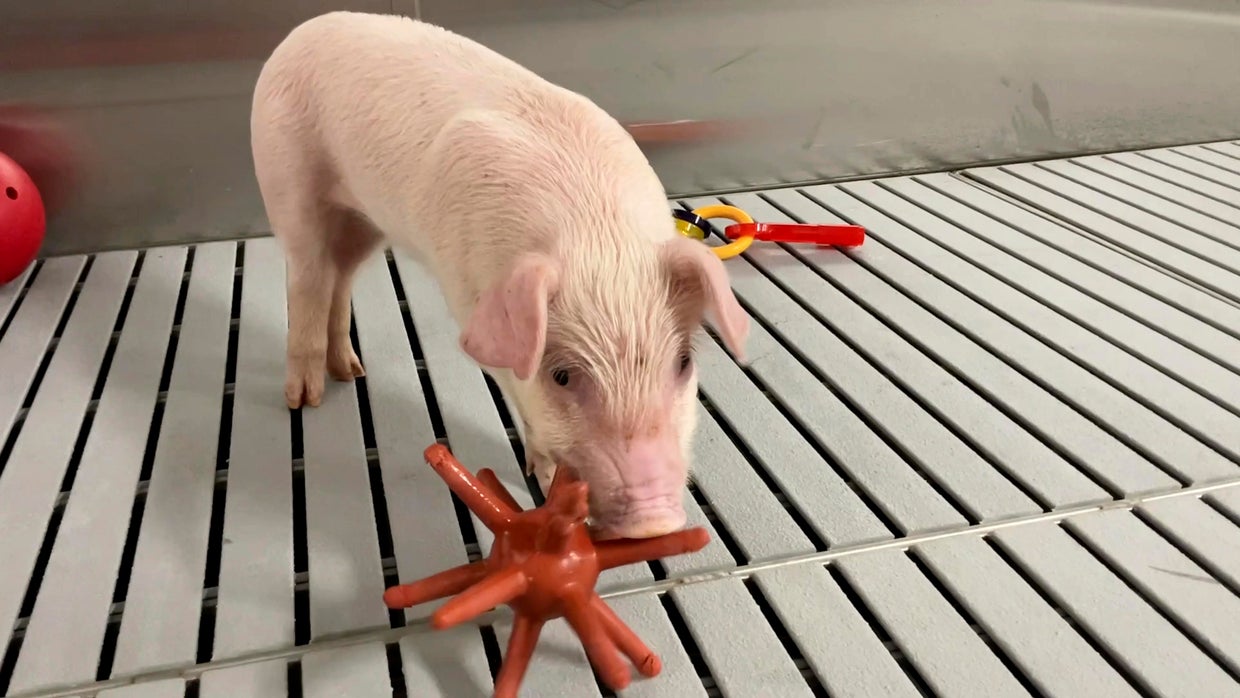 Meet some of the world's cleanest pigs, raised to grow kidneys and ...