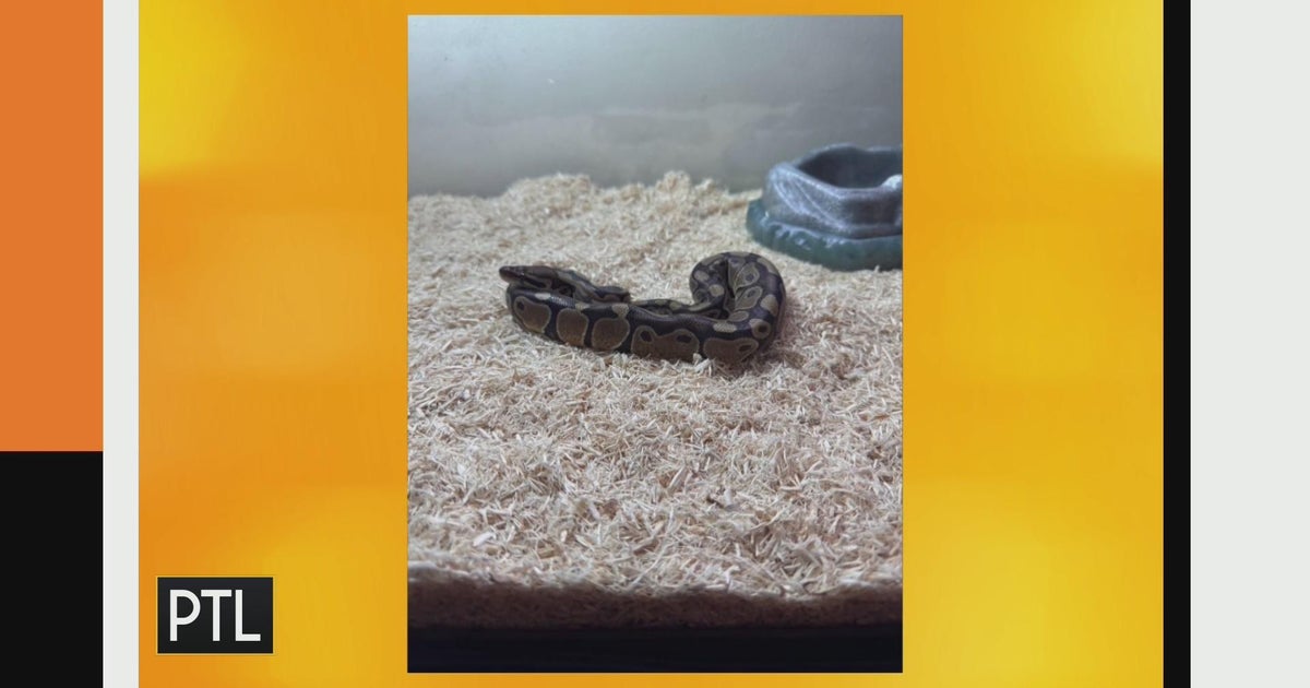 What Ron Smiley did on his summer vacation! - CBS Pittsburgh