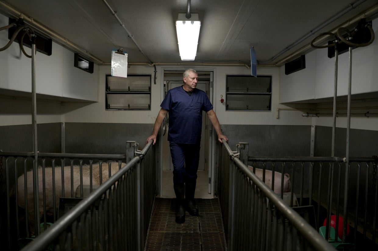 Meet some of the world's cleanest pigs, raised to grow kidneys and ...