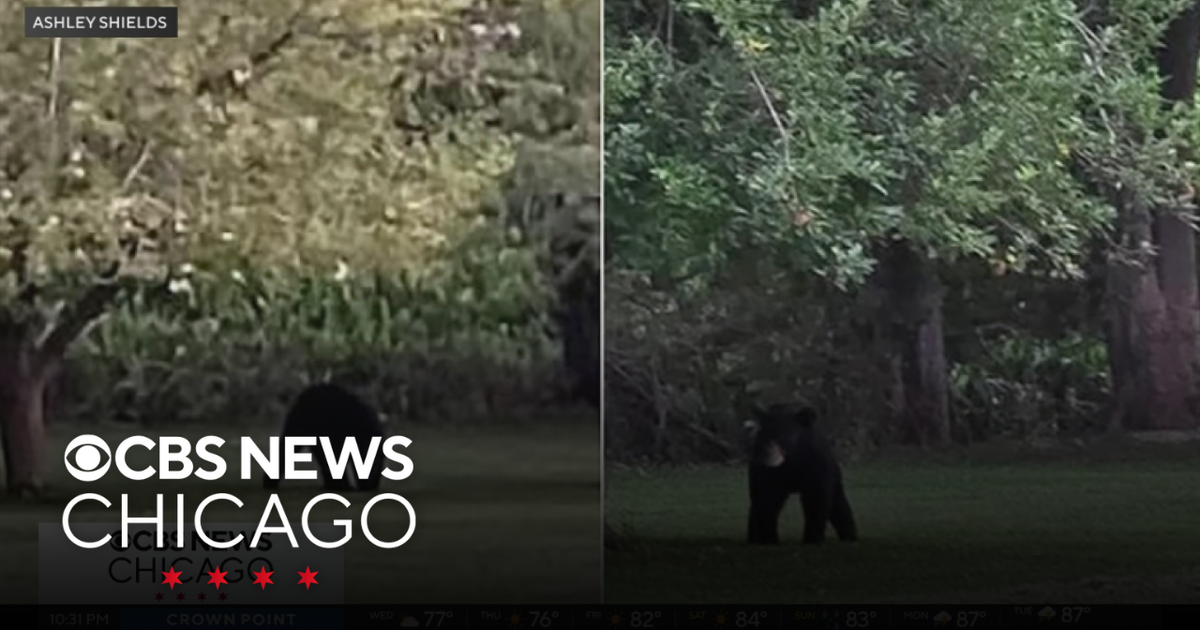 Black bear spotted in downstate Illinois - CBS Chicago