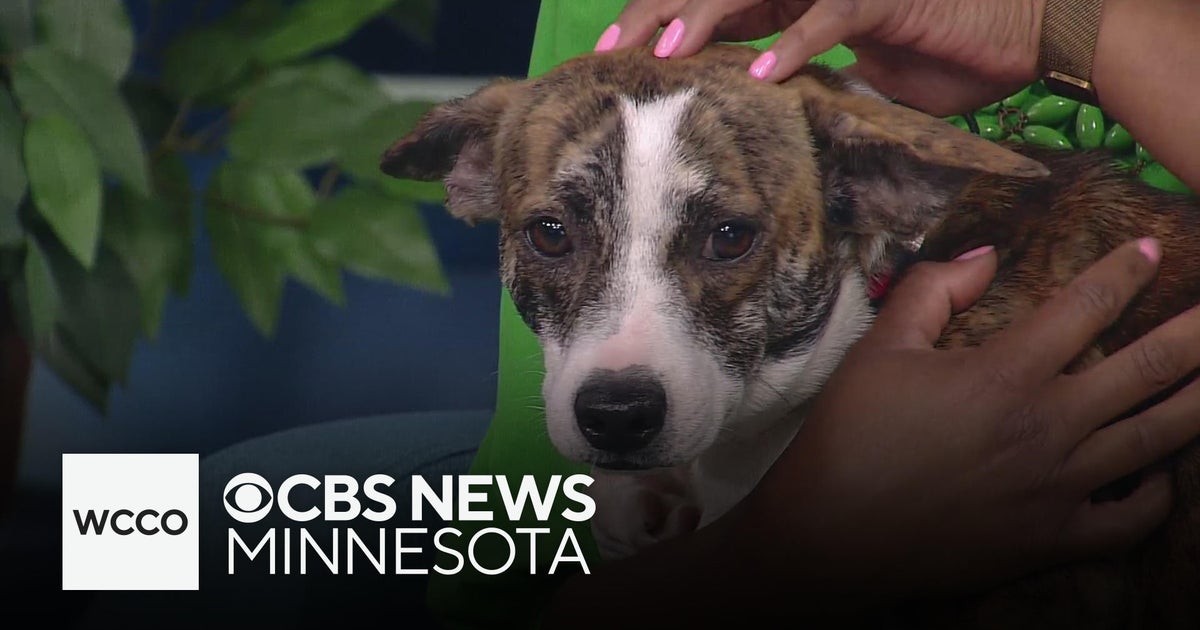 Here’s why you should adopt a mutt! - CBS Minnesota