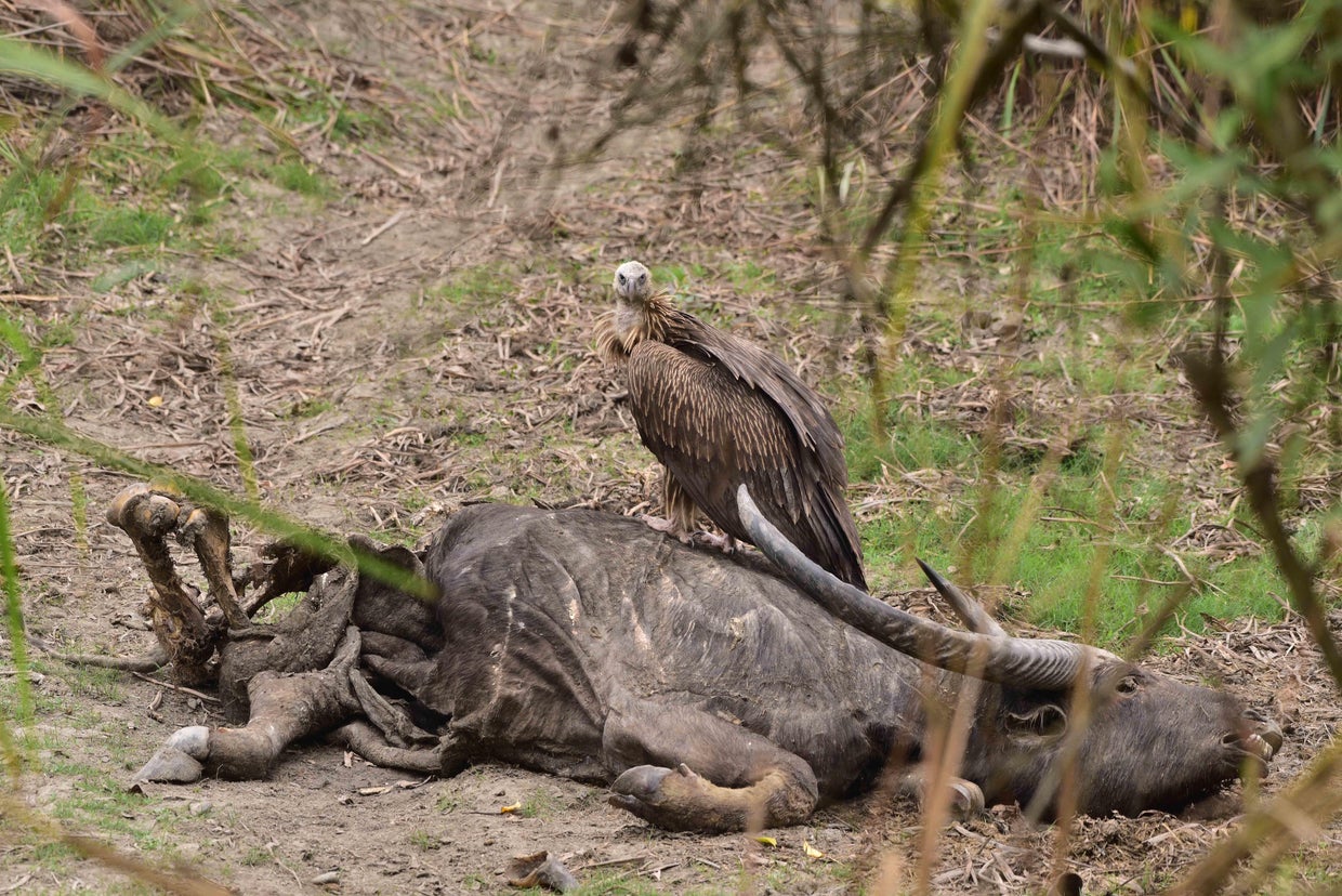 Painkiller used in cattle wiped out India's vultures, and scientists ...
