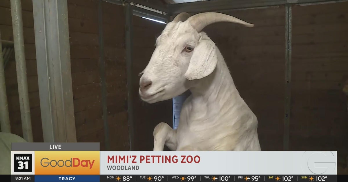 Mimi'z Petting Zoo - Good Day Sacramento