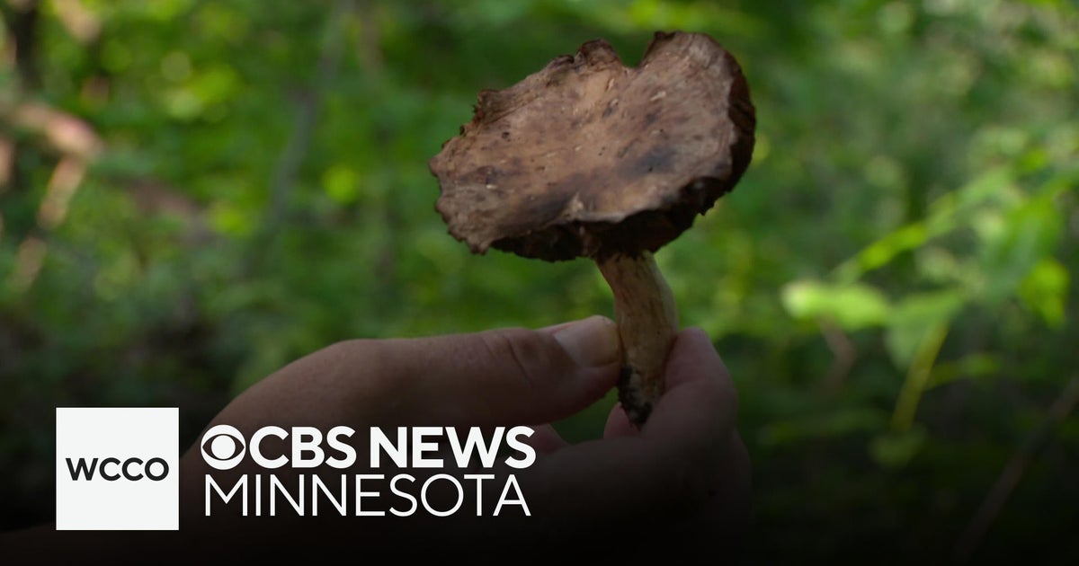 Minnesota poison control centers see spike in mushroom exposure calls ...