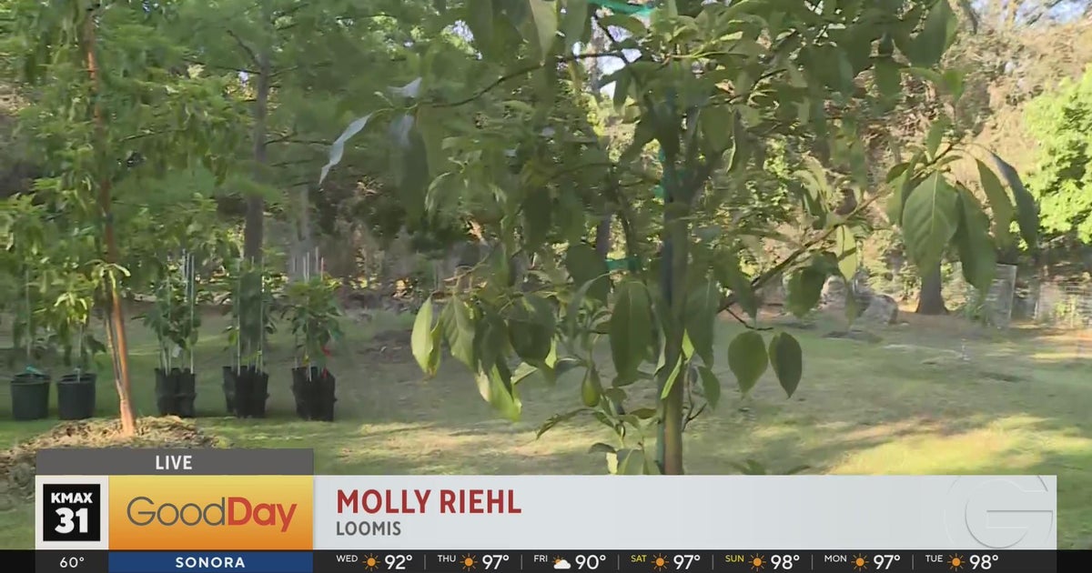 Celebrating National Avocado Day at an avocado farm in Loomis - Good ...