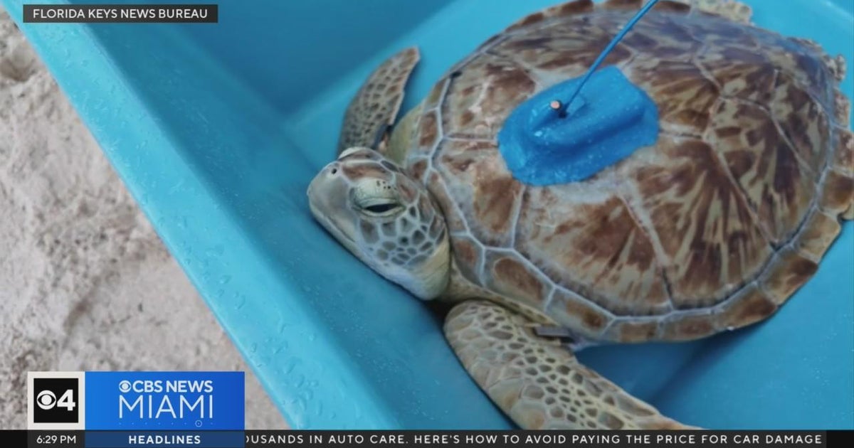 Rescued green sea turtle released in the Florida Keys - CBS Miami