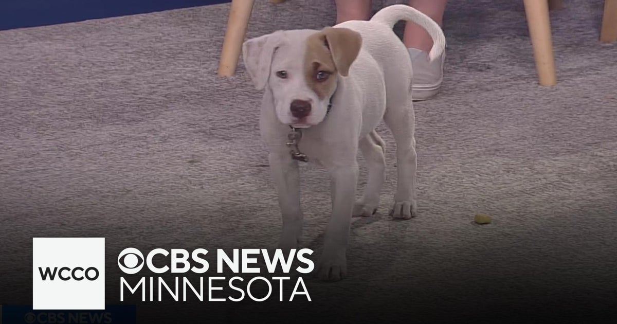Forever Home Friday: Meet Christine! - CBS Minnesota