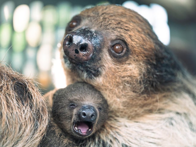 Sloth Talún