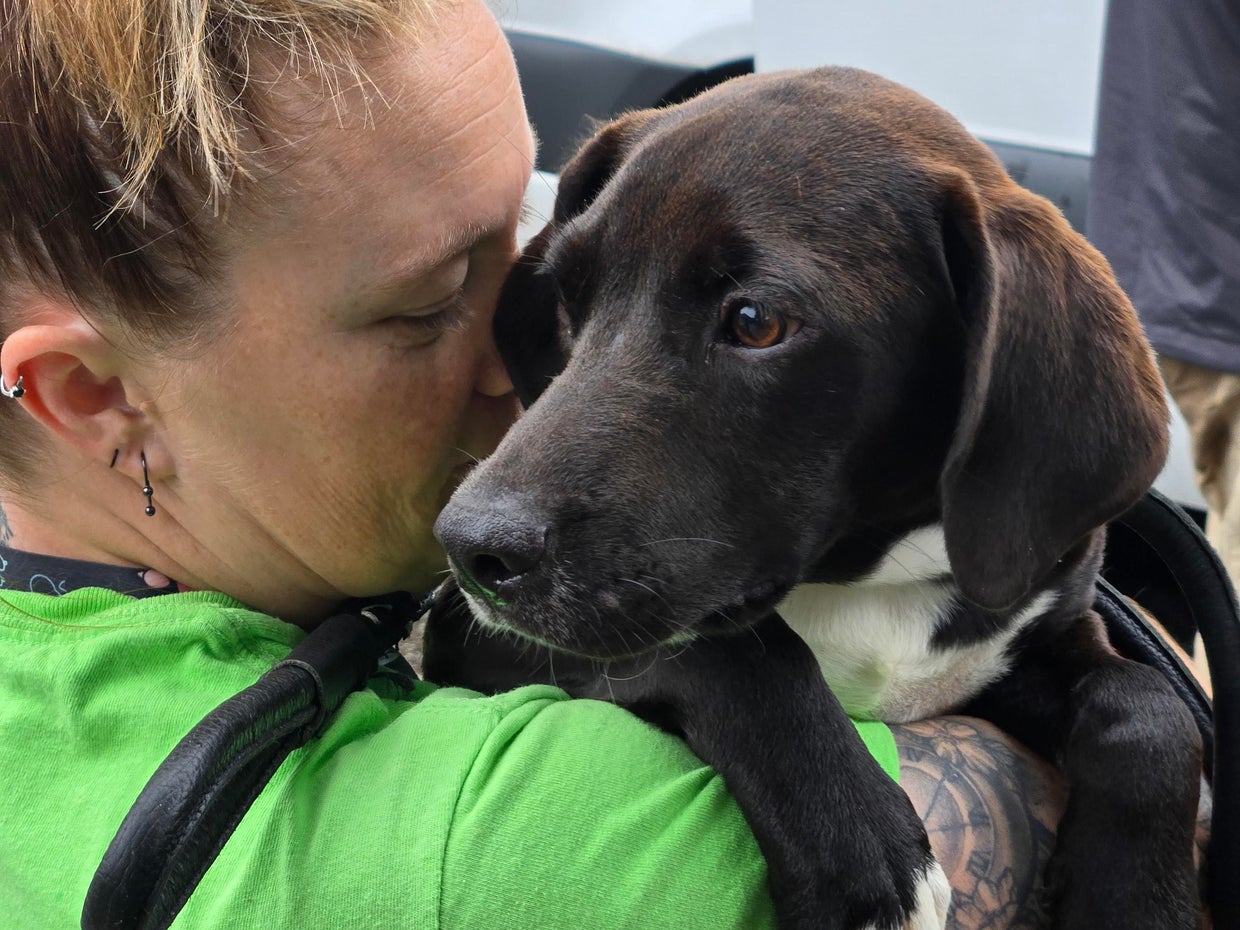 As Hurricane Debby approaches South Carolina, shelter dogs make their ...