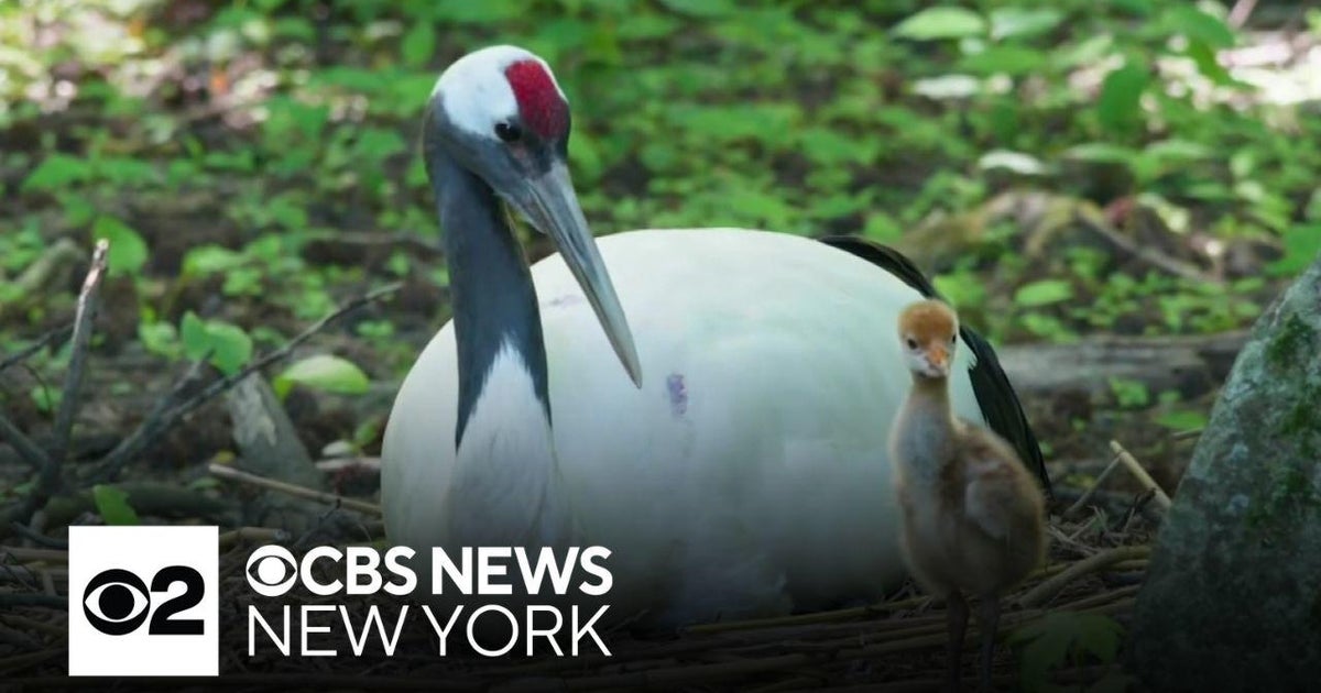 Red-crowned crane chick debuting at Bronx Zoo - CBS New York
