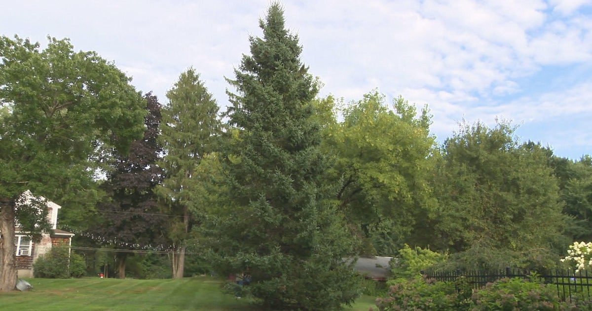 Tree planted by first grader 27 years ago becomes symbol for ...