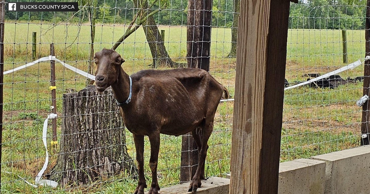 Sheep, goats seized from Pennsylvania farm after reports of young ...