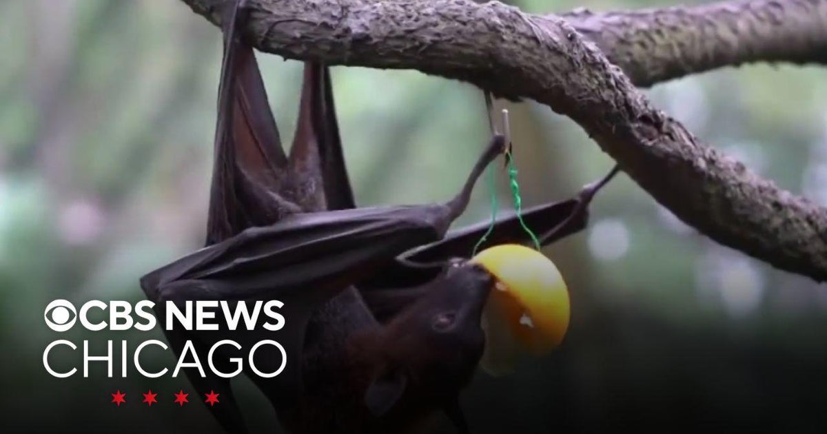DuPage County warns of bat dangers - CBS Chicago