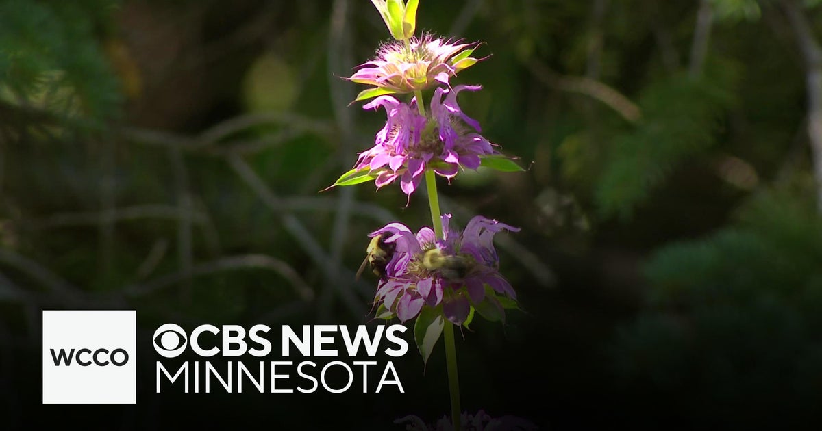 New program is teaching adults with disabilities to care for bees - CBS ...