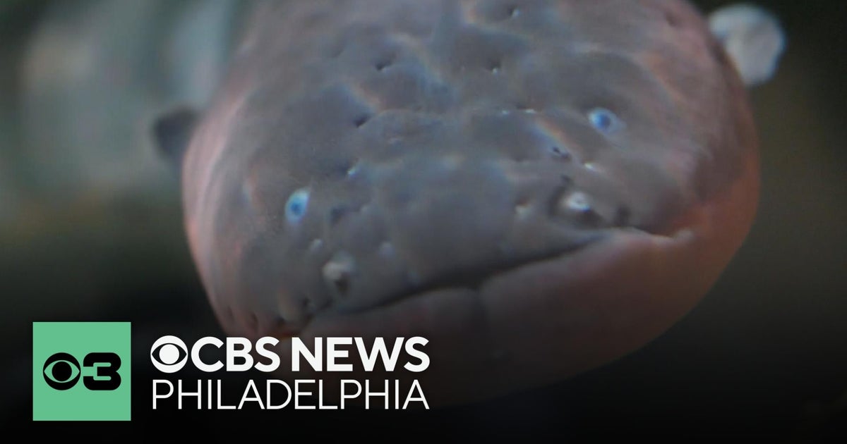 Revolutionary 'Jelly Battery' inspired by electric eels could transform ...