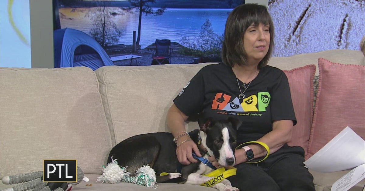 Meeting Pepito the dog and hearing more about the Humane Animal Rescue ...