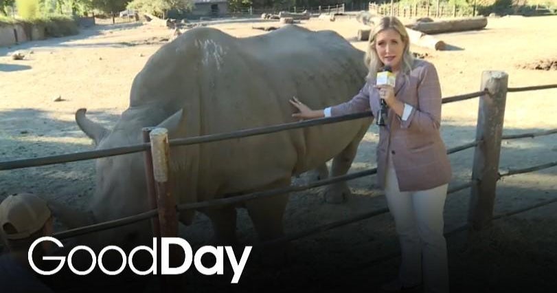 Exploring Safari West’s newest family members | Molly Riehl Adventures ...