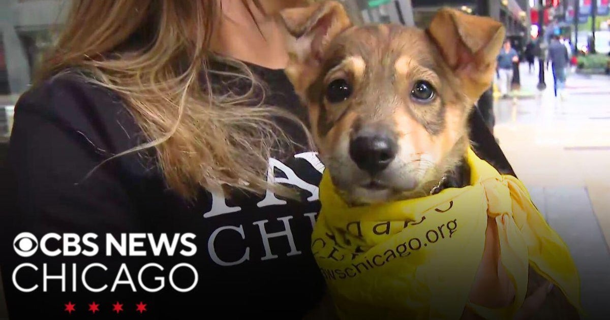 Cute Chickpea is in the CBS Pet Rescue Spotlight - CBS Chicago
