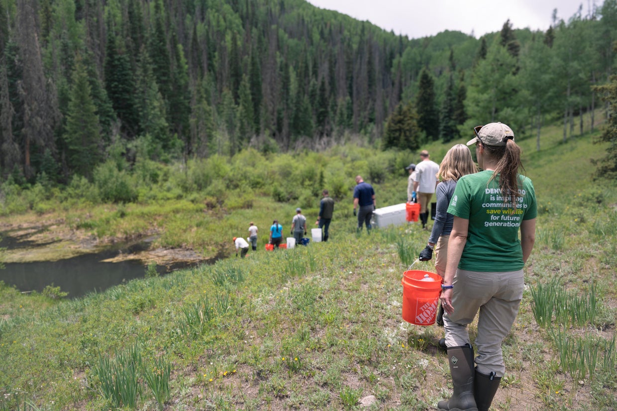 Endangered toads gaining traction in Colorado mountain wetlands: "A ...
