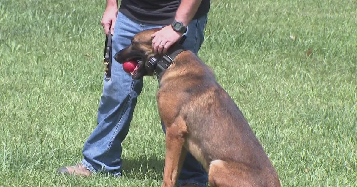 Jeannette's K-9 program making a comeback - CBS Pittsburgh