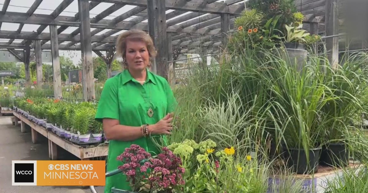 Planting perennials? Here are some tips you should heed. - CBS Minnesota