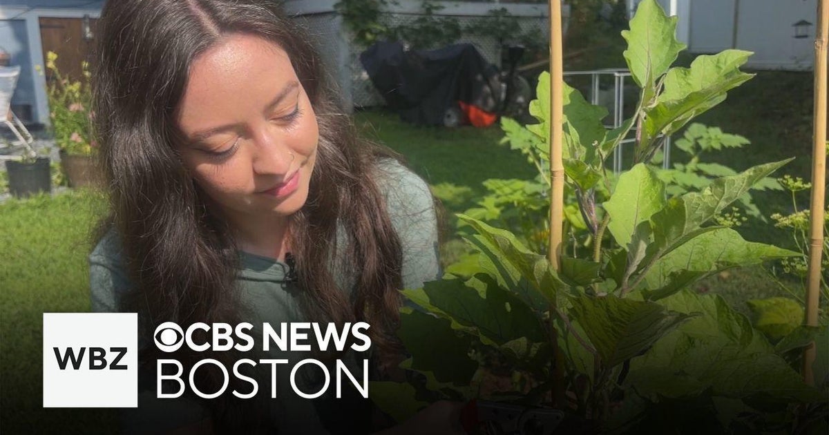 Influencer based in Massachusetts teaches people how to garden through ...