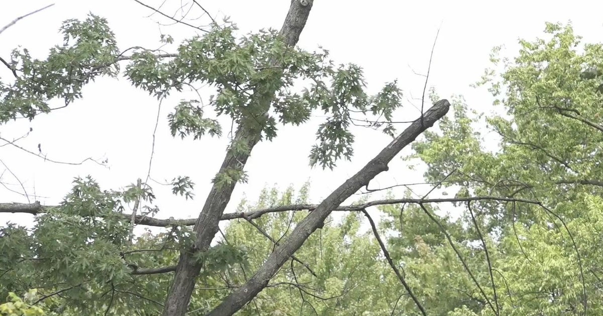 Detroit tree removal program may run out of money - CBS Detroit