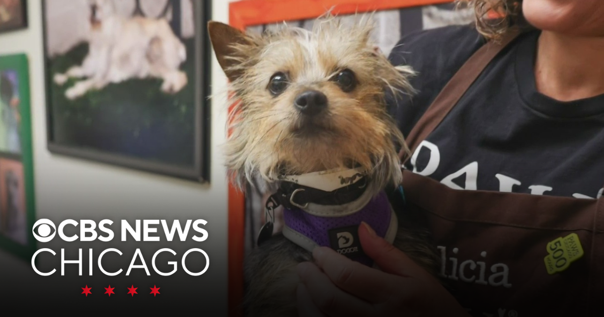 Meet Wanda, PAWS Chicago's Pet of the Week - CBS Chicago