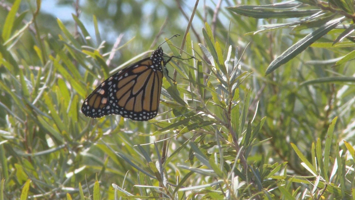 Colorado's Buckley Space Force Base protects monarch butterflies with new conservation efforts ...