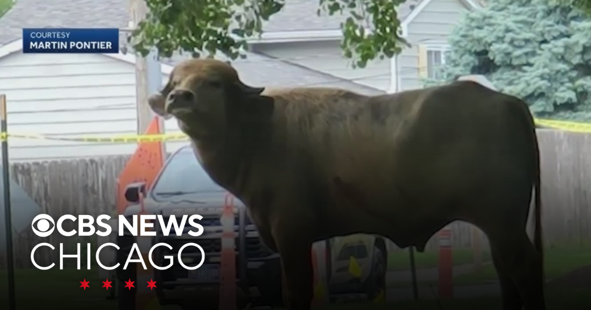 Aggressive water buffalo escapes in Iowa - CBS Chicago