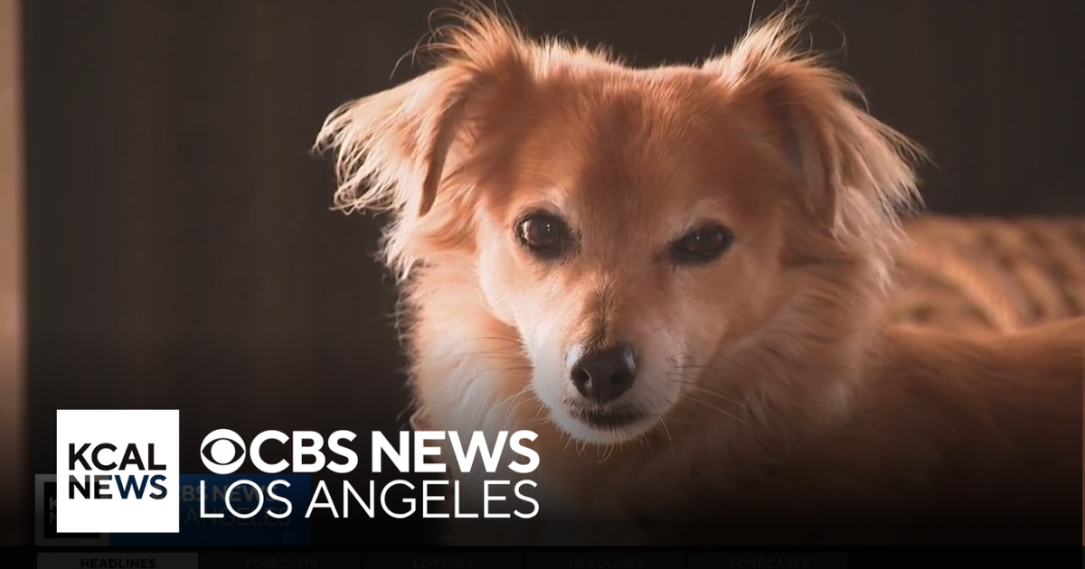 Orange County dog survives coyote attack in San Clemente - CBS Los Angeles