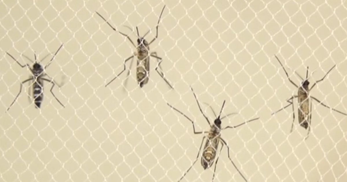 Massachusetts officials confirm 2nd case of EEE - CBS News