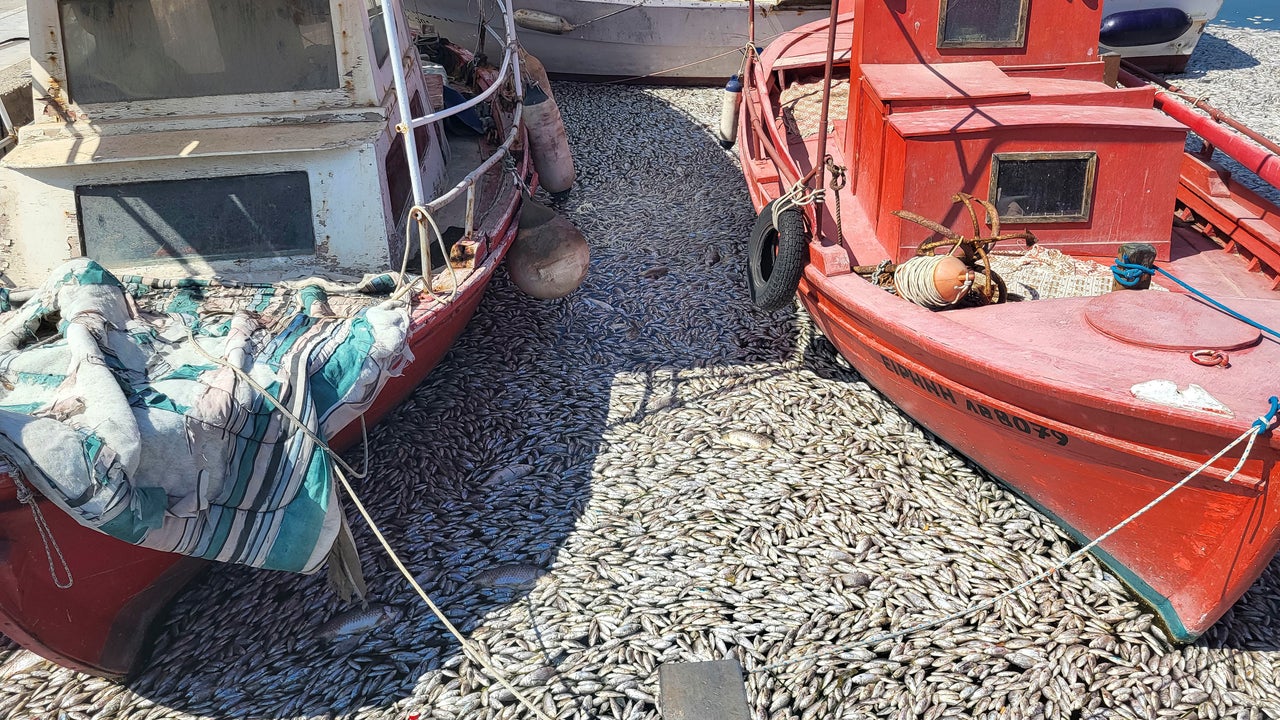 Fish Kill news - Today’s latest updates - CBS News