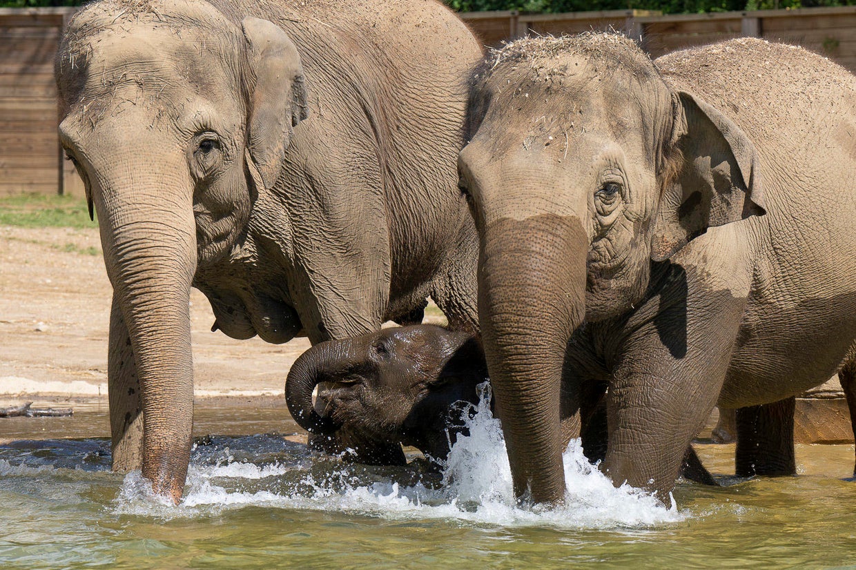 2 elephants at Ohio zoo will welcome calves by the same father - CBS News