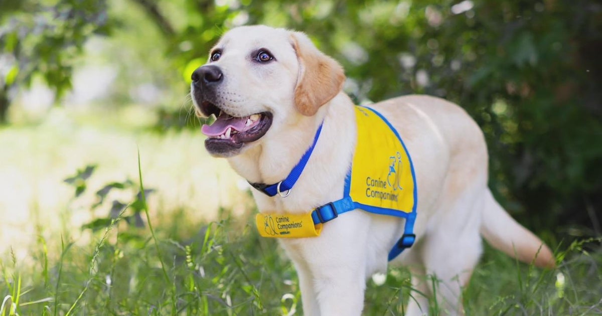 Lonestar is a growing, healthy service dog in training - CBS Texas
