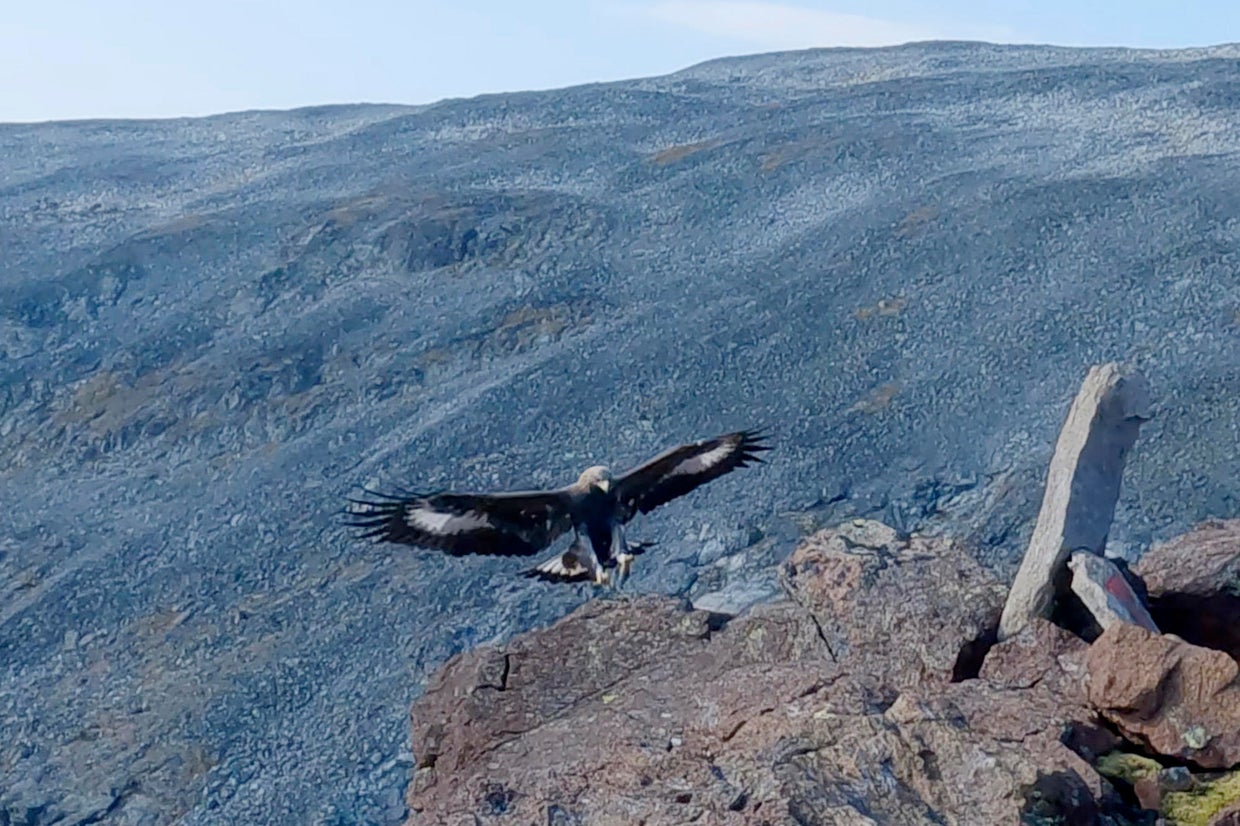 Golden eagle attacks 20-month-old girl and 3 others in Norway, causing ...