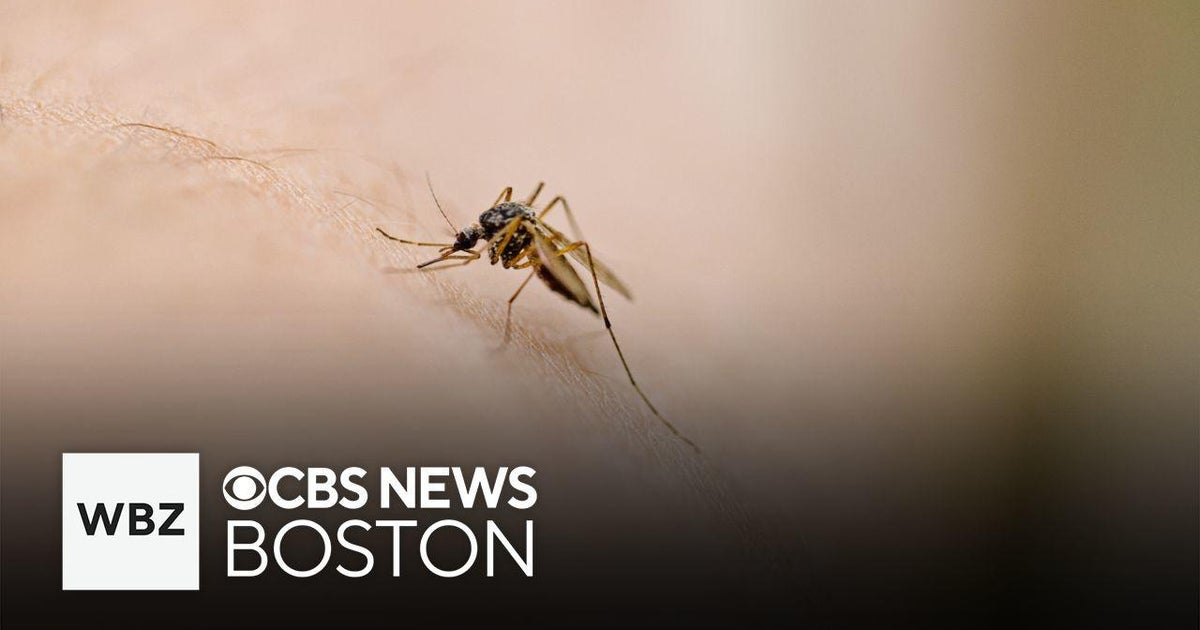 Fourth human EEE case announced in Massachusetts - CBS Boston