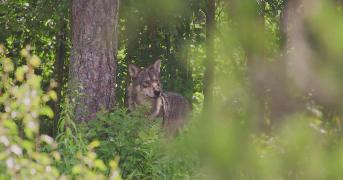 A dead wolf and the future of Colorado's wolf packs - CBS Colorado