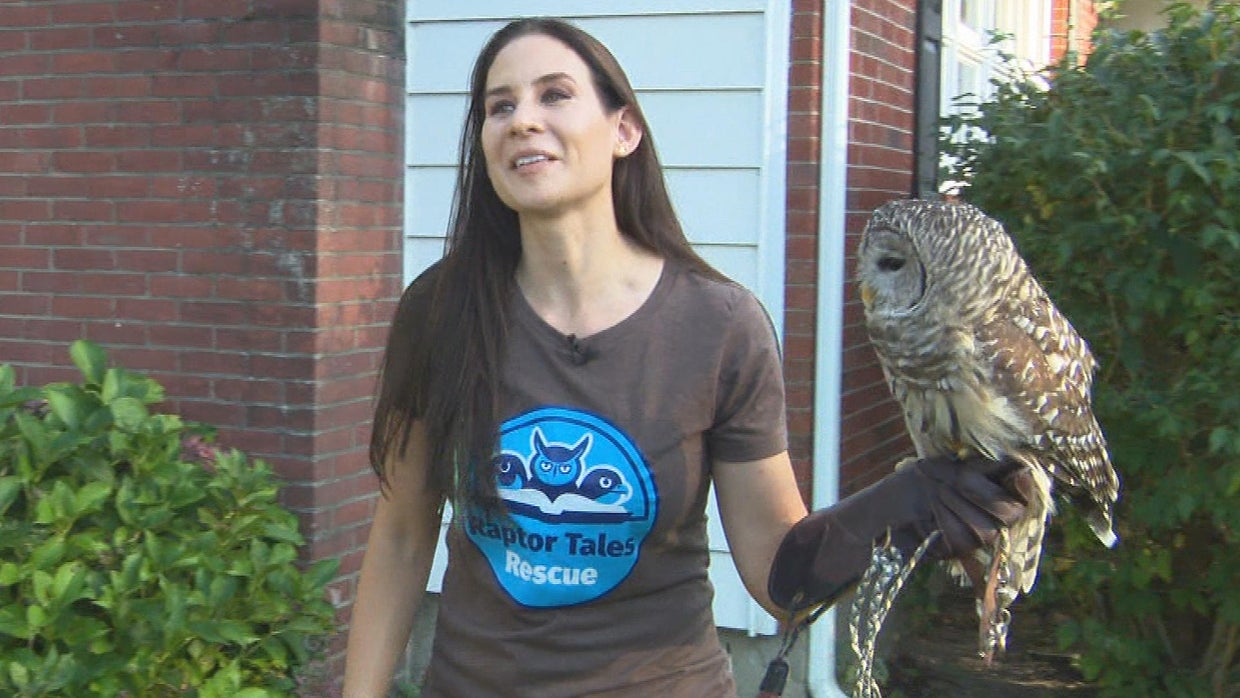 Massachusetts raptor rescue needs help to continue mission - CBS Boston