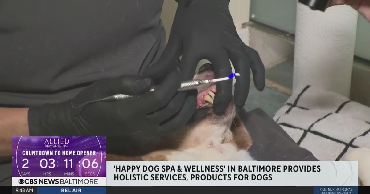 Happy Dog Spa and Wellness is using a holistic approach to dog teeth ...