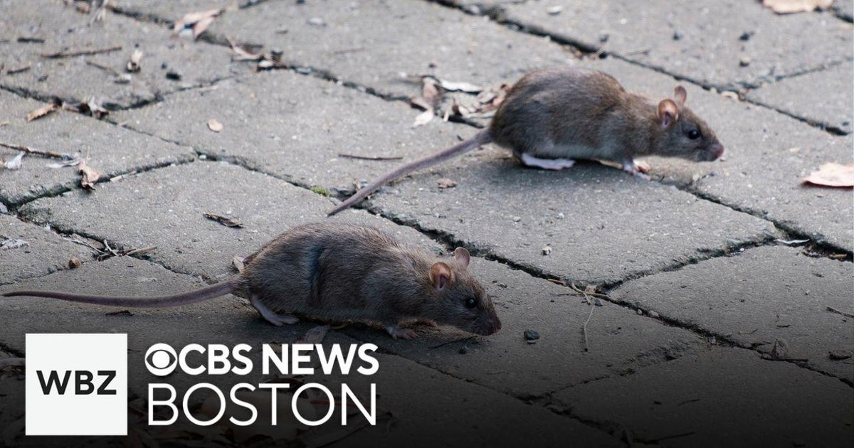 Boston to collaborate with other cities to combat rat problem - CBS Boston