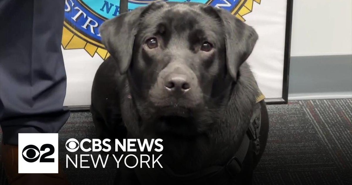 Meet Remy, 1 of just 100 "cyber dogs" in the U.S. - CBS New York