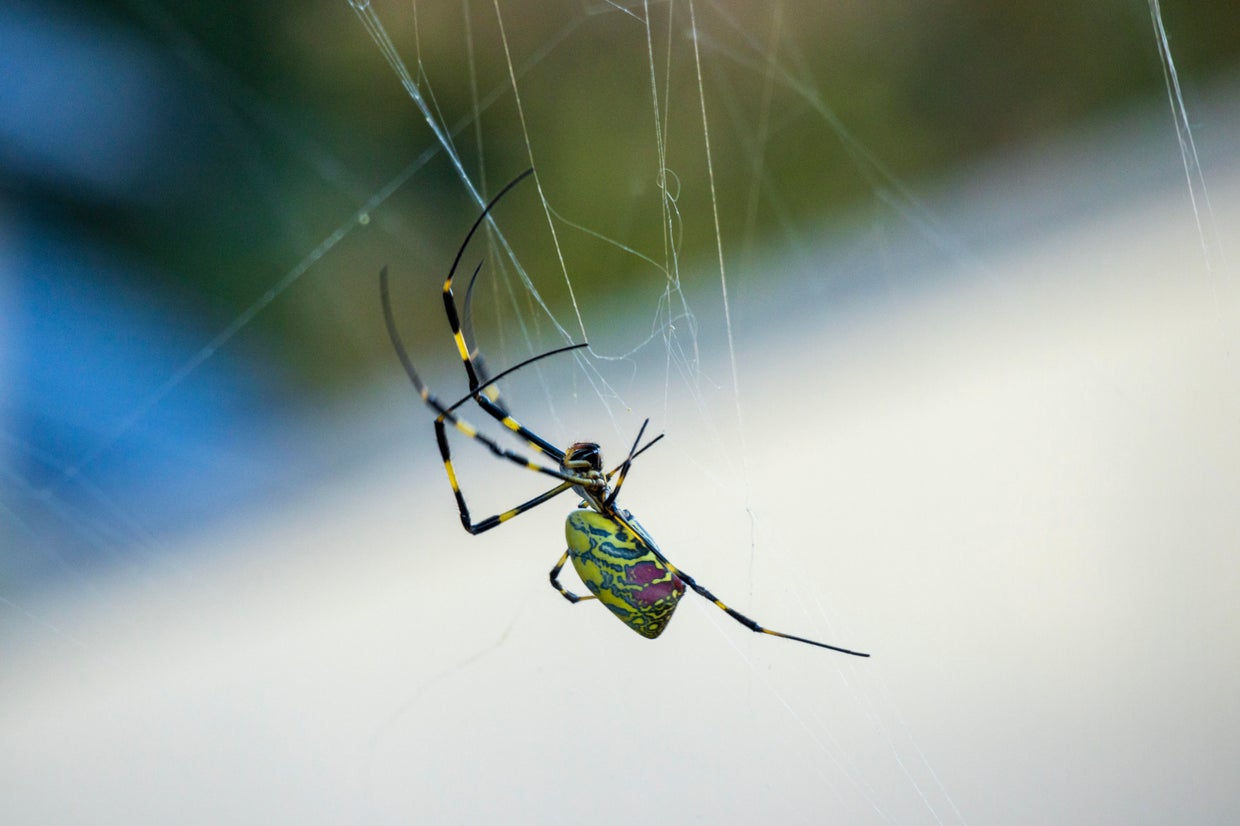 Giant "flying" Joro spiders reported across Georgia — and now confirmed ...