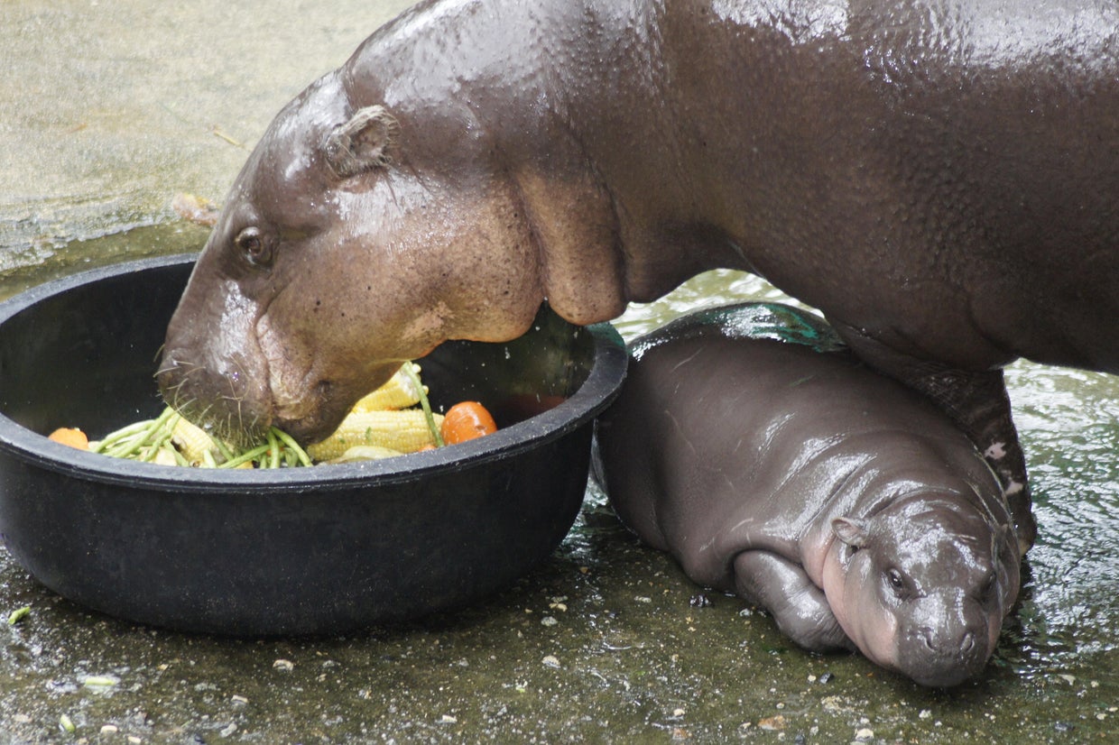 Moo Deng the baby hippo finds fame as a small Thai zoo's online "bouncy ...