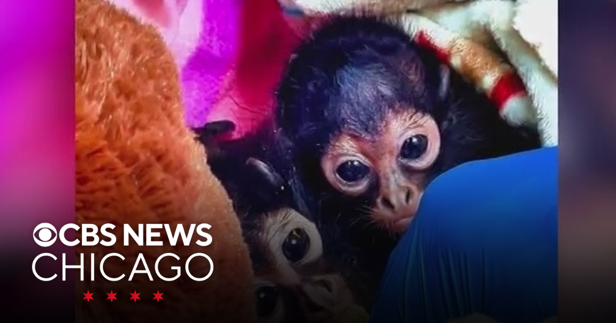 2 rescued baby spider monkeys recovering at El Paso Zoo - CBS Chicago