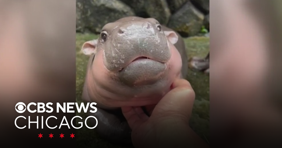 Viral Pygmy hippo, Moo Deng, becomes global sensation - CBS Chicago