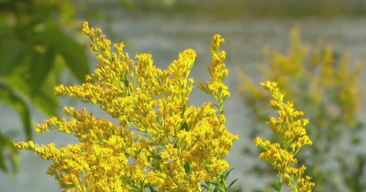 Allergy sufferers may deal with less mold, more ragweed this fall - CBS ...