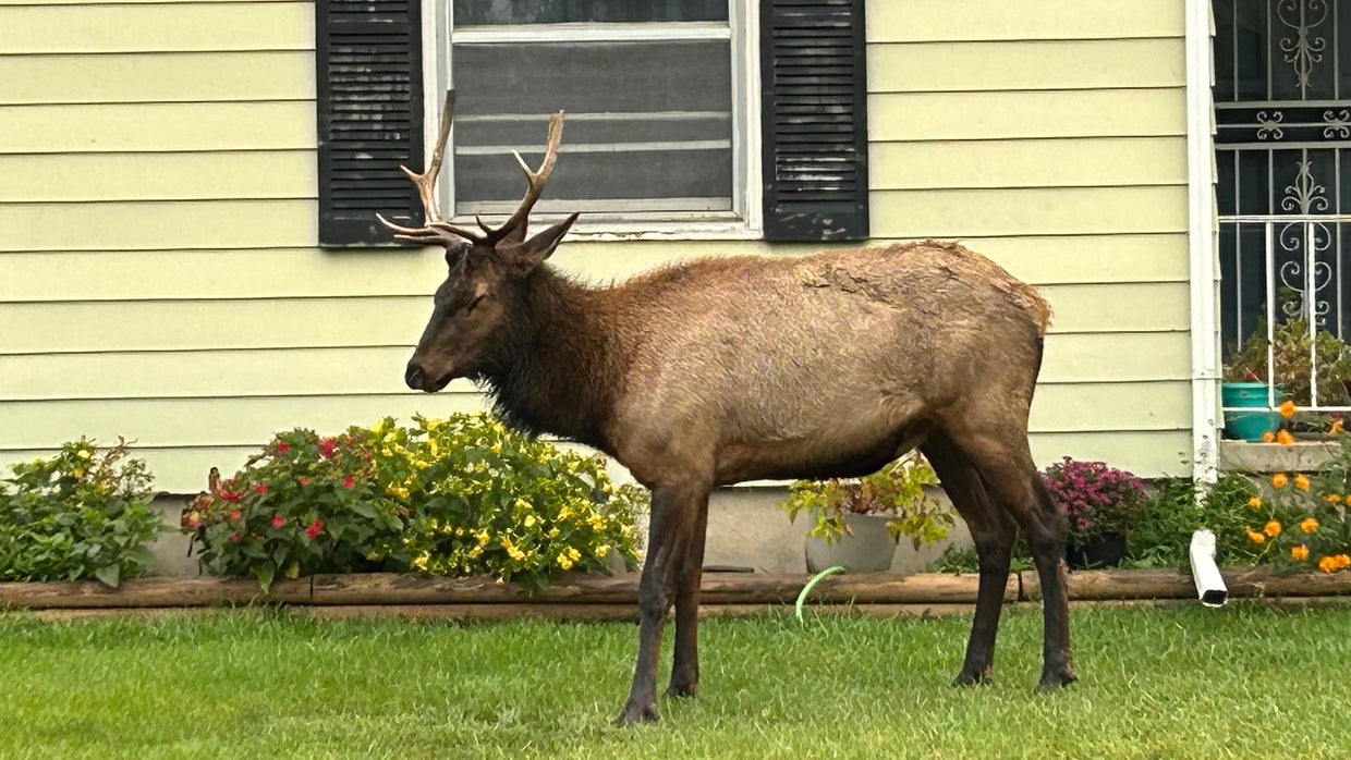 Elk found in Englewood, released in Colorado wilderness: "Felt cute ...