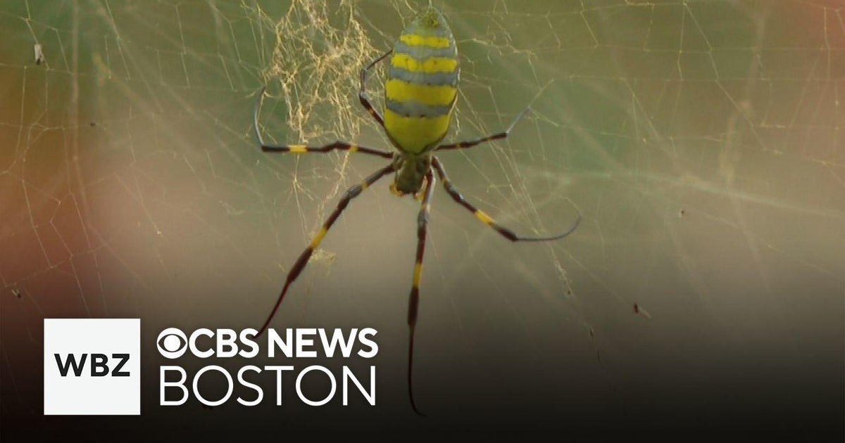 Joro spider spotted in Beacon Hill is now gone - CBS Boston