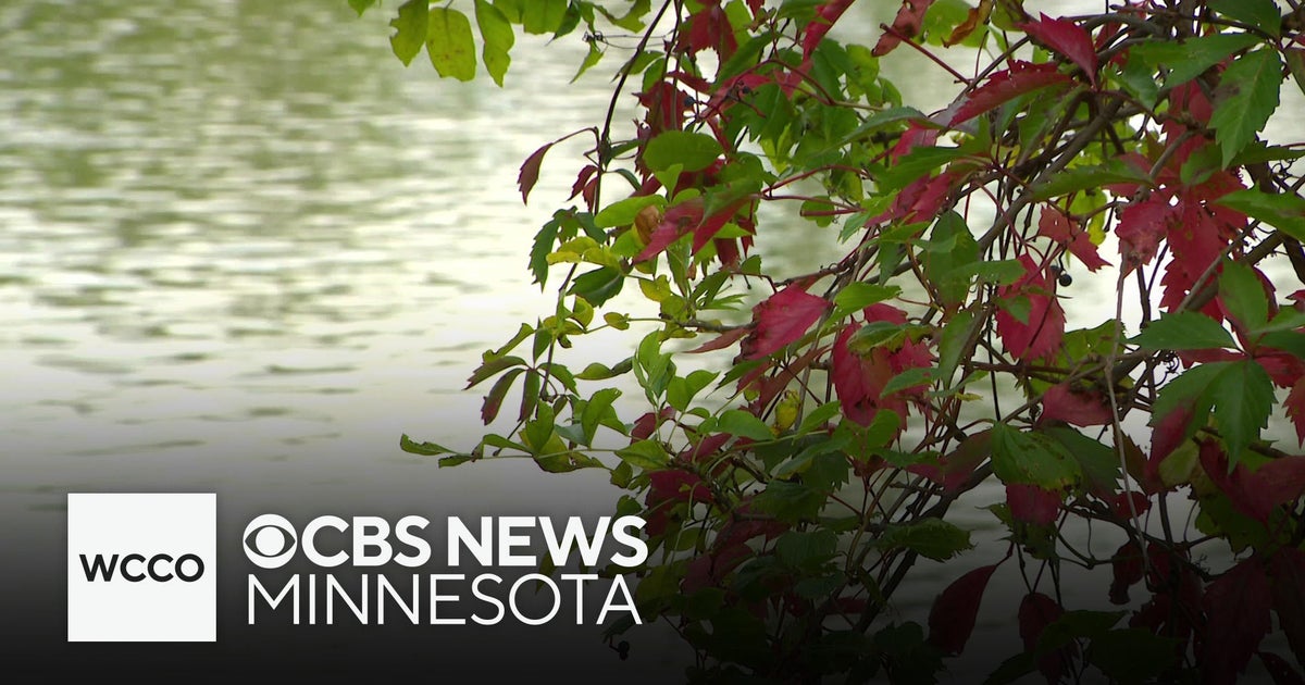 Why the fall colors are arriving late this year - CBS Minnesota